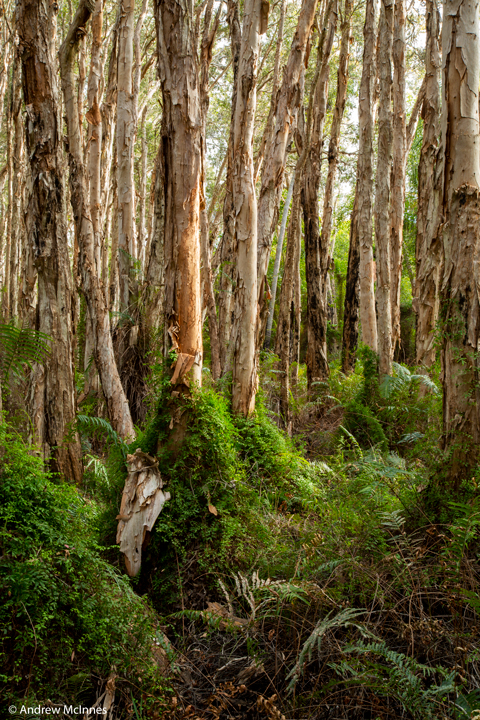 Paperbark Forest Boardwalk – Reedy Creek Reserve, Agnes Water ...